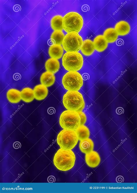 Streptococcus Cell Structures Anatomy And Morphology Cartoon Vector 186818303