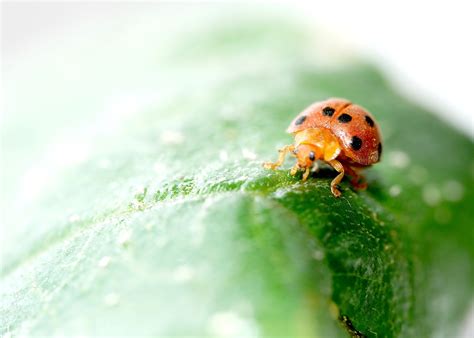 Joaninha Inseto Besouro De Foto Gratuita No Pixabay Pixabay