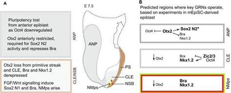 Neuromesodermal Progenitors And The Making Of The Spinal Cord Development The Company Of