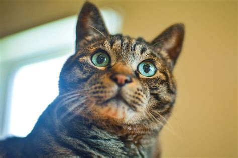 Meet Shah On Linkedin Swiftuis Best Kept Secret The Some Keyword 🔑