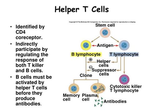 PPT Hematopoiesis PowerPoint Presentation ID
