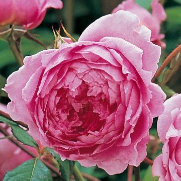 Alan Titchmarsh