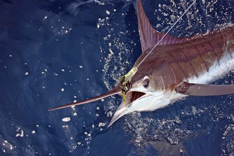 [100 ] Marlin Wallpapers