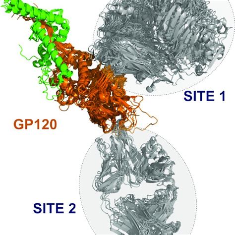 Antibody Recognition Sites In Hiv Gp120gp41 Two Main Ab Binding