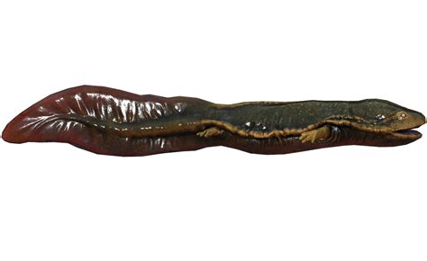 Gulpy Fallout Wiki Fandom