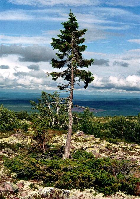 Old Tjikko Wikipedia
