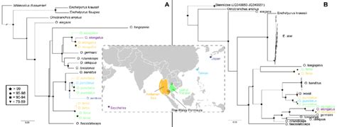 Phylogenies Resulting From Bayesian Phylogenetic Analyses Of A Download Scientific Diagram