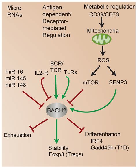Bach2 The Future Of Induced T Regulatory Cell Therapies