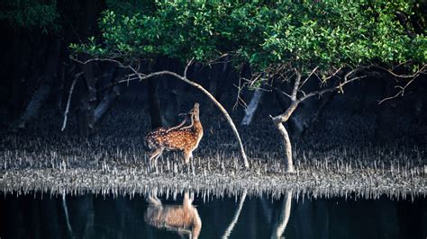 Sundarbans Forest Your Guide Through Indias Majestic Mangroves