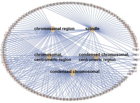Go Cellular Component Analysis And Kegg Pathway Enrichment Analysis