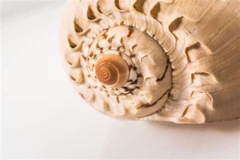 Why Pre Columbian Shell Artifacts Crack