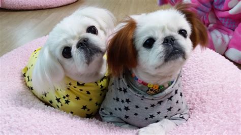 유기견 입양일기 프렌치불독 보태 네이트 판