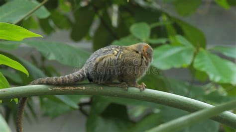 Funny Dwarf Toy Cebuella Pygmaea Sitting On A Tree Branch In The Tropics Slow Motion Cebuella