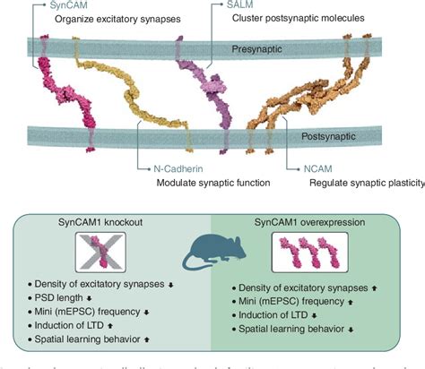 Figure 4 From Synaptic Cell Adhesion Semantic Scholar