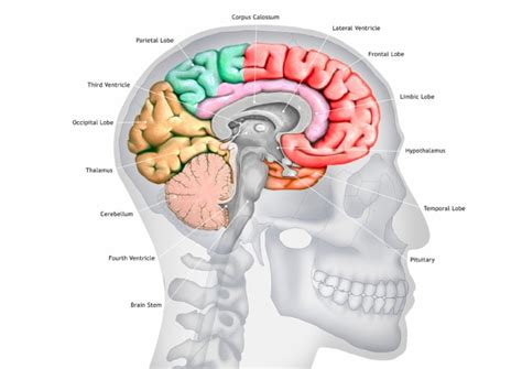 Human Brain Anatomy Poster Pdf