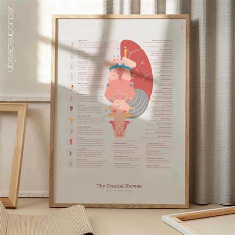 01 Cranial Nerves And Vestibular System