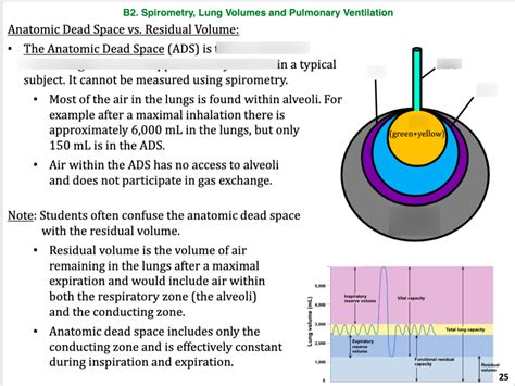 Anatomical Dead Space Vs Residual Volume Diagram Quizlet
