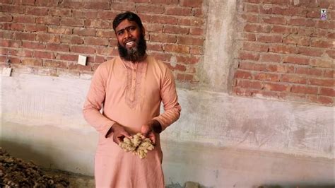 নেটিং পদ্ধতির আদার হারভেস্ট। আধুনিক কৃষি ফার্ম।রুবেল মিয়া। Youtube