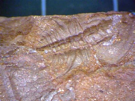 Not Just A Bug Fossil ID The Fossil Forum