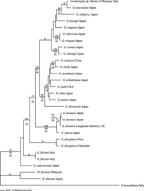 ml tree with bootstrap values inferred from mp nj and ml analyses