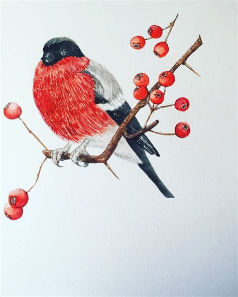 Снегирь на ветке рисунок карандашом 71 фото