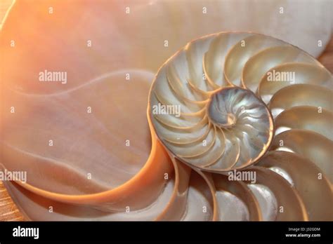 Shell Nautilus Fibonacci Section Spiral Pearl Symmetry Half Cross