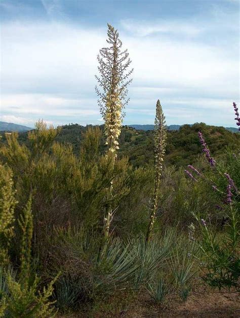 A Description And List Of California Native Plants That Live In The