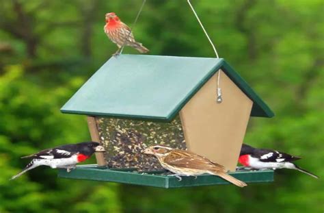 Exploring Versatility Of Hopper Bird Feeders