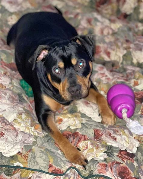 Cocker Spaniel Pitbull Mix Cocker Pit Info Pictures And Facts