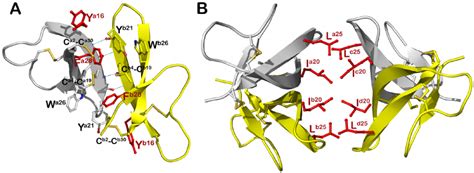 Quaternary Structure Of Wild Type Hnp1 A Dimeric And B Tetrameric Download Scientific