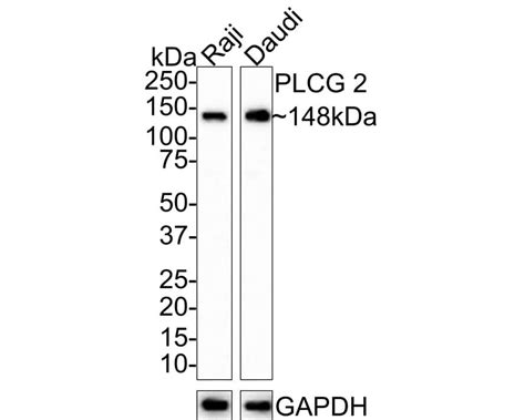 Plc Gamma 2 Antibody Je39 12 Nbp3 32827 Novus Biologicals