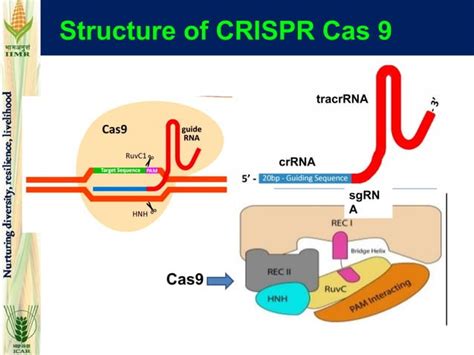 Genome Editing With Engineered Nucleases PPT