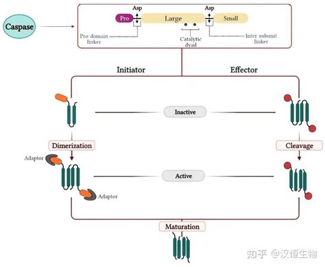 细胞凋亡系列篇【3】caspase家族基因 知乎