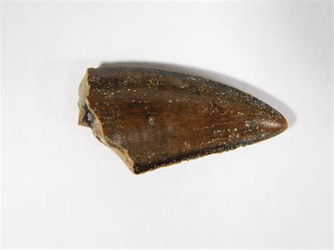 Megalosaurus Cf Bucklandi Owen The Natural Canvas