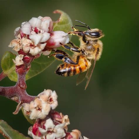 Bee Experiment Macro Close Up Critiques Nature Photographers Network