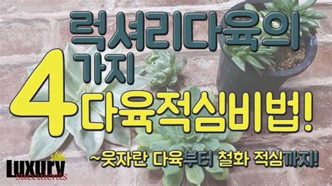 다육이 적심하는 방법 럭셔리다육의 번식 비법 대공개 4가지 케이스나 웃자란 다육 적심 다육식물 철화 적심 럭셔리다육 010 8762 1298 Youtube
