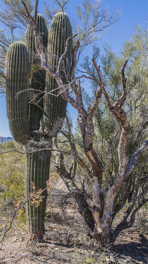 Saguaro Nurse Tree Tree Saguaro Plants