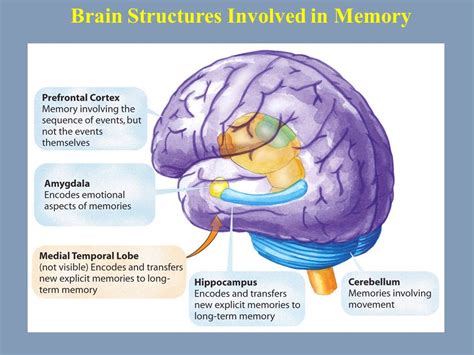 Part Of The Brain That Controls Emotion Beanbezy