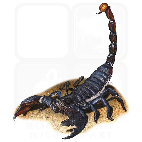 Emperor Scorpion Signed Fine Art Print Inkart