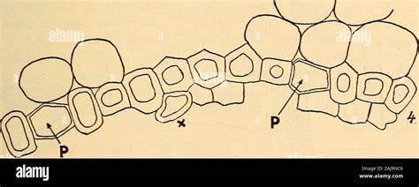 Endodermis Hi Res Stock Photography And Images Alamy