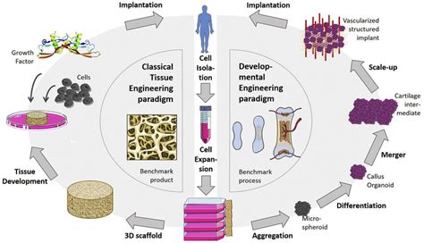 Schematic Overview Of The Classical Tissue Engineering Paradigm Versus