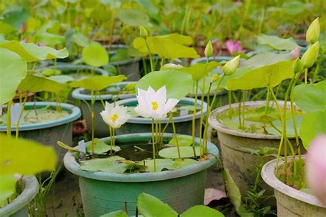 世界上睡蓮中的王者亞馬遜王蓮可承受80斤左右的重量 每日頭條