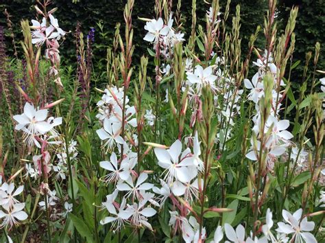 Whirling Butterfly Plant Whirling Butterflies Wand Flower