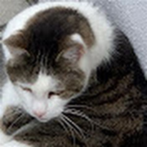 Lycronroblox Youtube