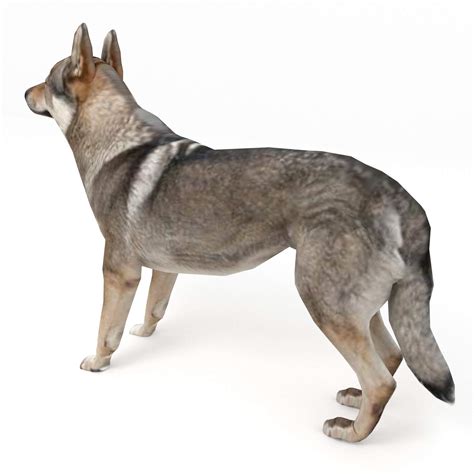 Eurasia Wolf 3d Model By Pictorer