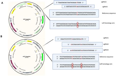 Recutting The Modified Dna By Cas9 Sgrna Was Prevented By Introducing Download Scientific