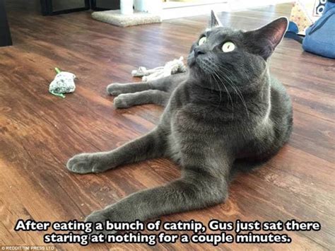 Photos Show Cats High On Catnip Daily Mail Online