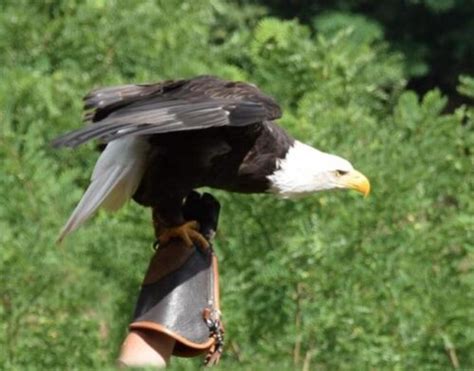 Predator And Prey Natal Chart Markers Elsaelsa The Astrology Blog