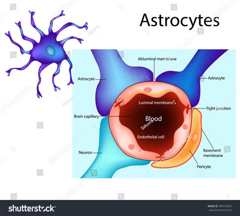 Astrocytes Structure