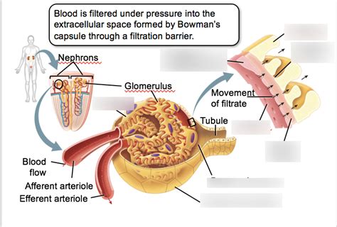Mammalian Glomerulus And Bowmans Capsule Diagram Quizlet